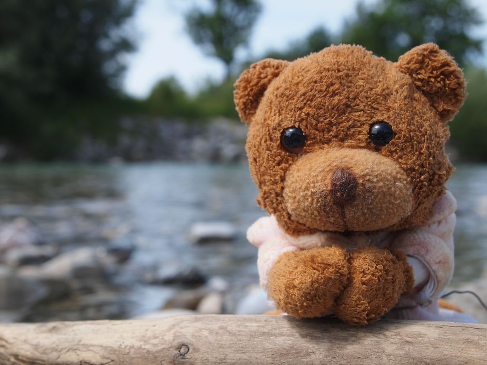Teddy Portrait Foto & Bild | stillleben, teddies, sonne Bilder auf ...