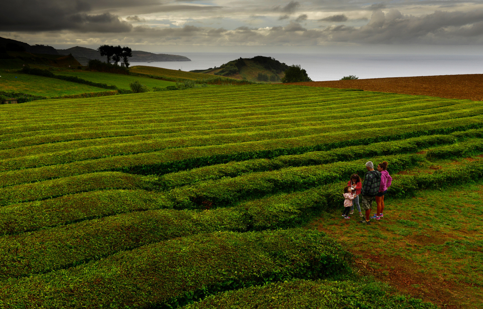 Teeanbau auf den Azoren Foto & Bild | tee, tea, plantage Bilder auf ...