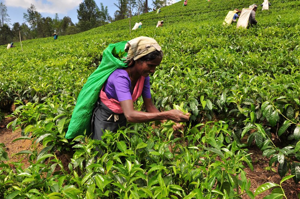 Teeernte Foto & Bild | asia, sri lanka, south asia Bilder auf fotocommunity