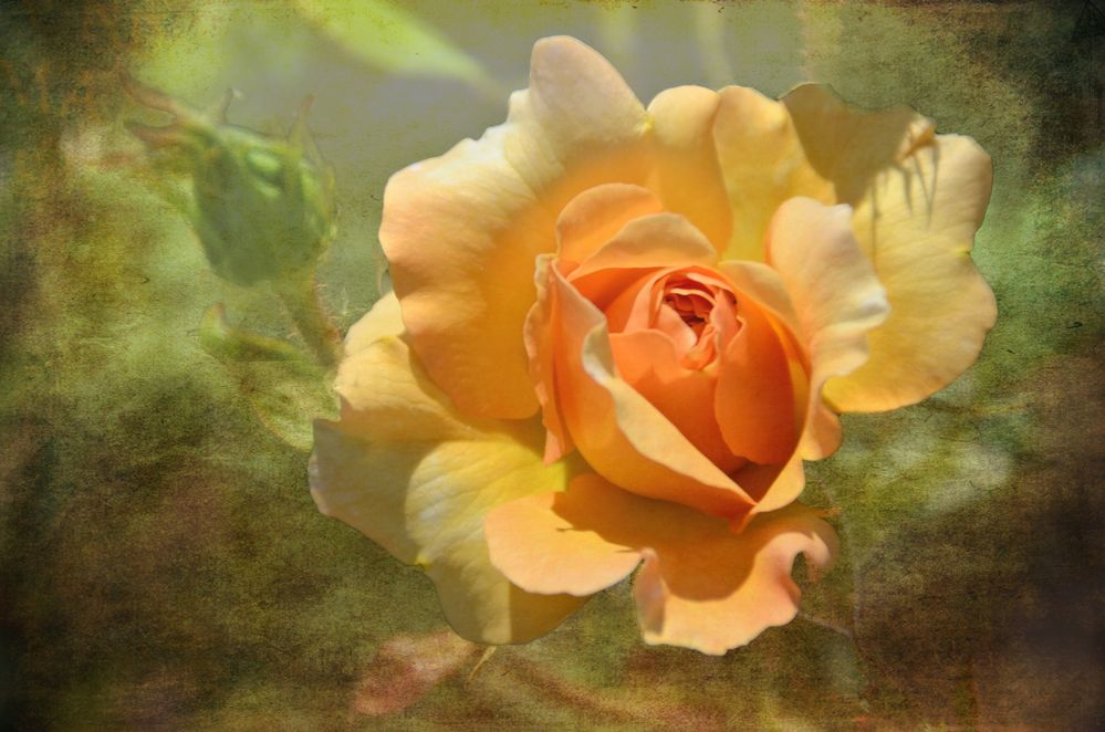 "Teerose" | Edith Vogel Fotografie