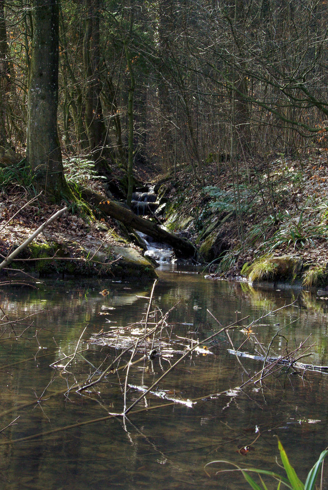 Teich am Waldrand Foto & Bild | archiv projekte naturchannel ...