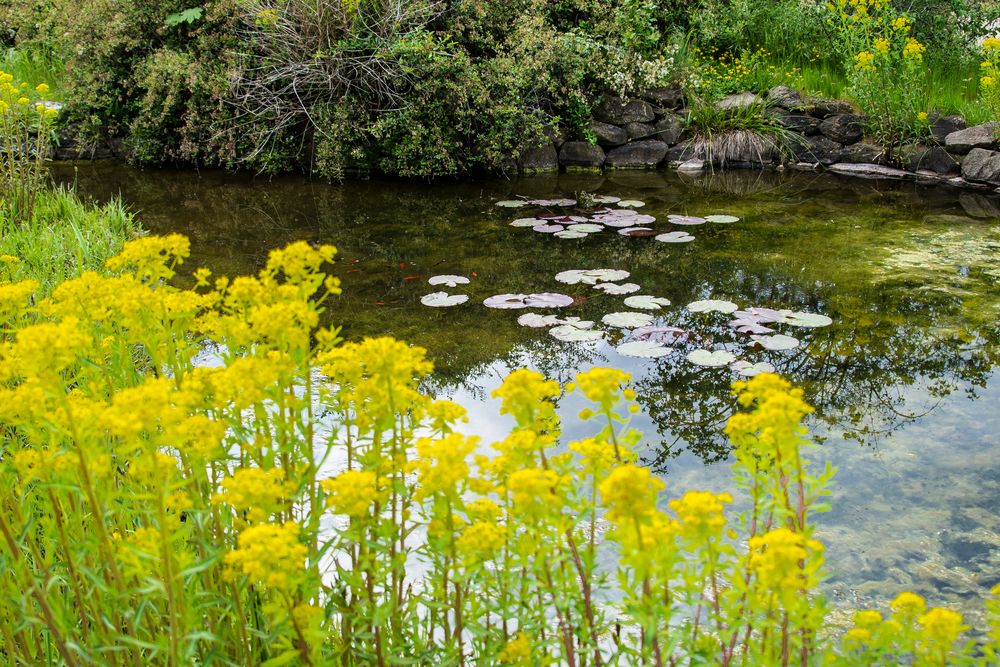 Teich im Botanischen Garten von Mainz Foto & Bild | landschaft, teich ...