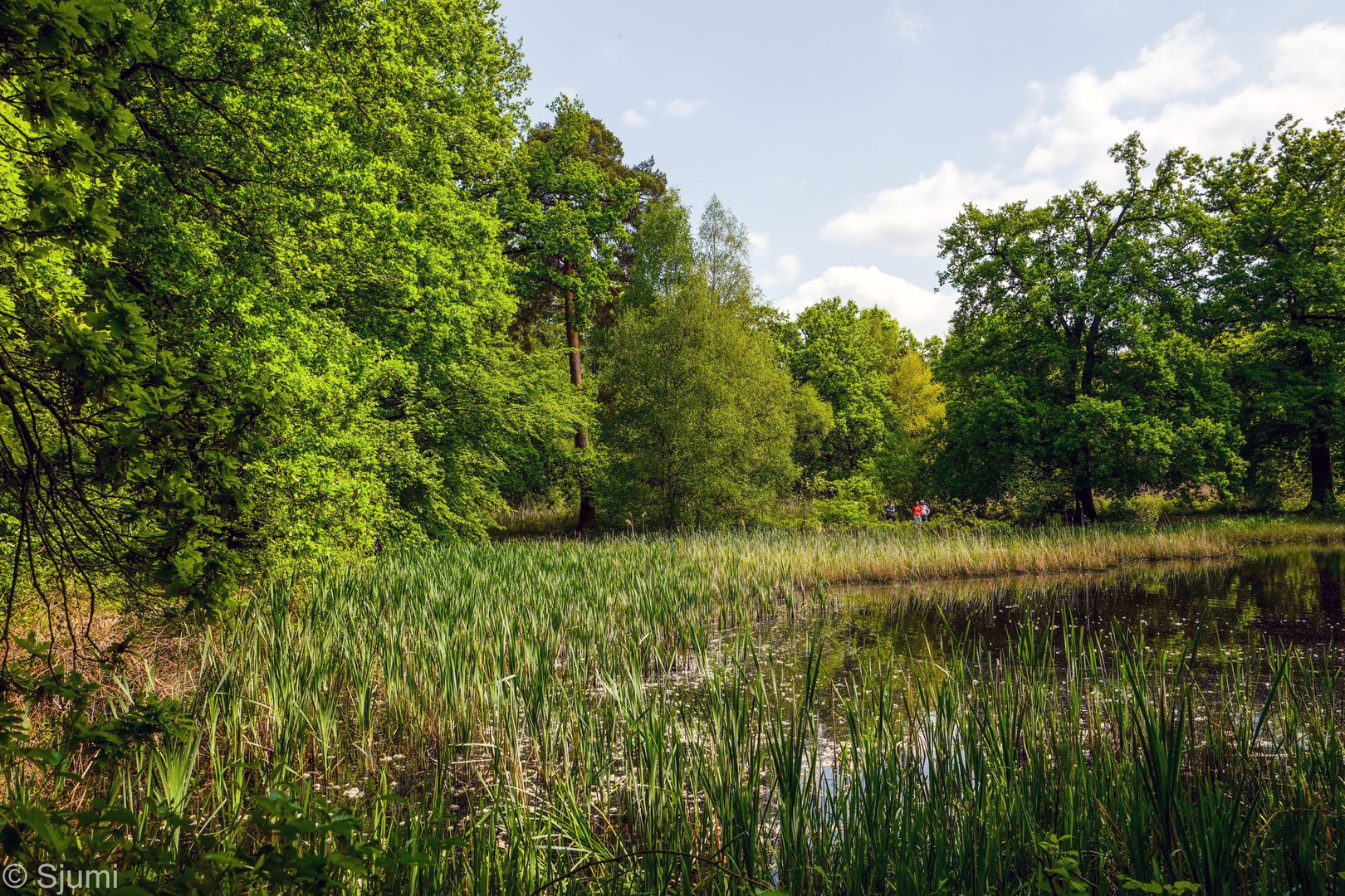 Teichblick Foto & Bild | bäume, schilf, teich Bilder auf fotocommunity