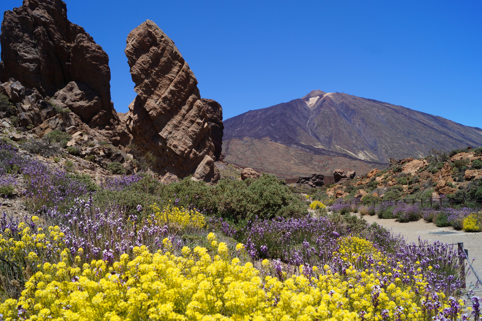 Teide im Blütenmeer Foto & Bild | kanaren, spain, teneriffa Bilder auf ...