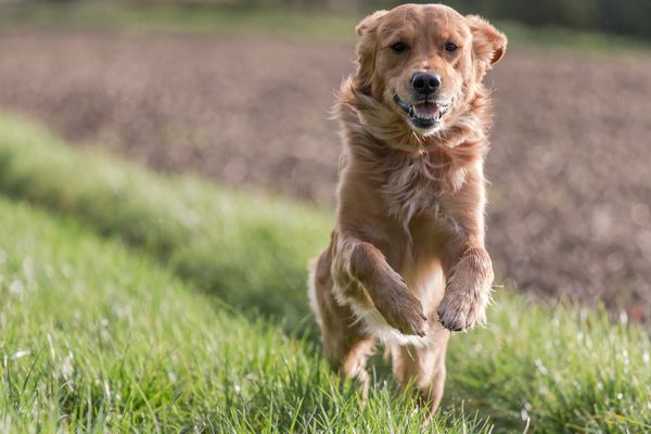 Jagdhunde bei der Arbeit Bilder & Fotos