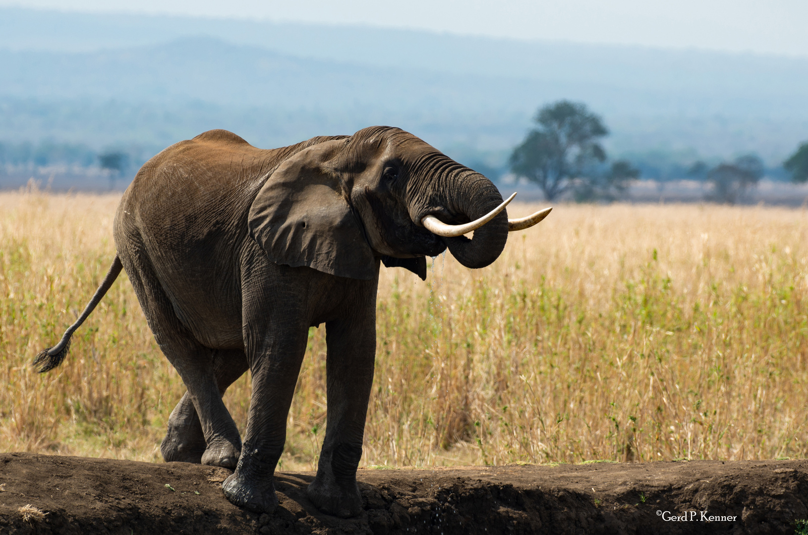 Tembo Foto & Bild | africa, eastern africa, tiere Bilder auf fotocommunity