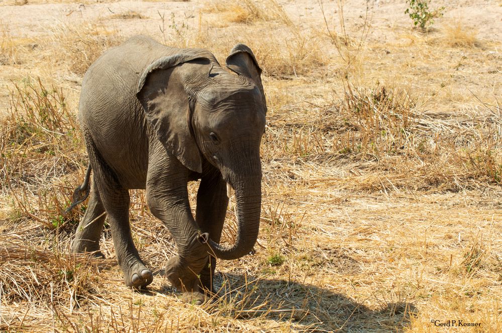 Tembo Junior Foto & Bild | africa, eastern africa, tiere Bilder auf ...