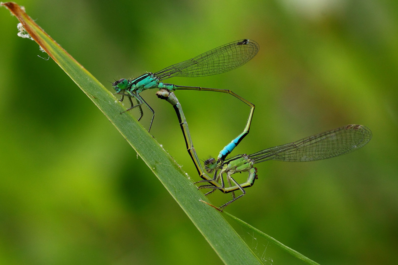 tendresse photo et image | nature, macro, insectes Images fotocommunity