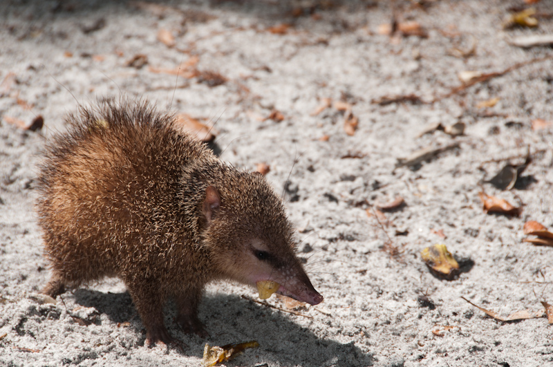 Tenrek Foto & Bild | tiere, wildlife, säugetiere Bilder auf fotocommunity