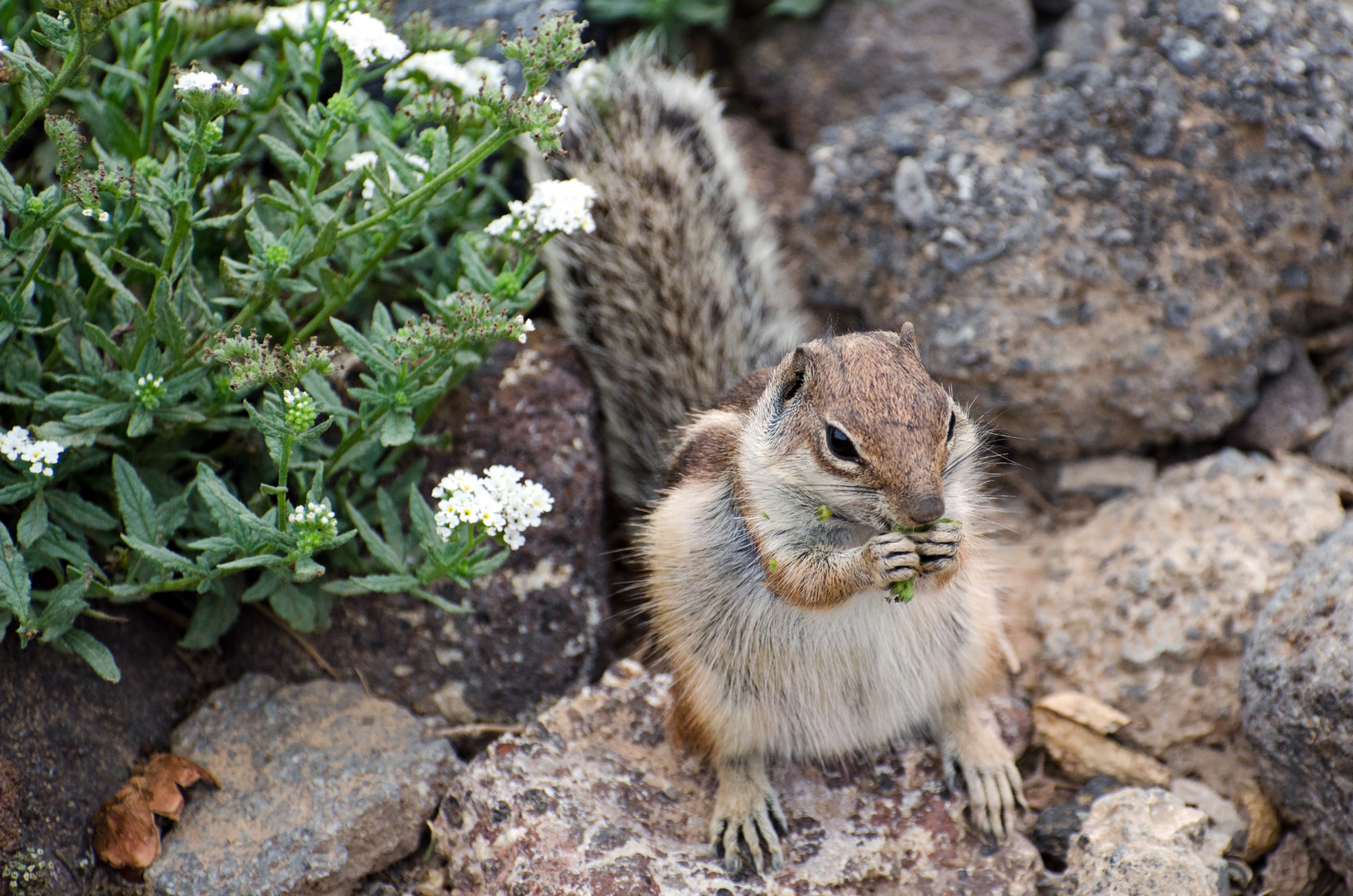 tentempié .:: Foto & Bild | europe, canary islands die kanaren, spain ...