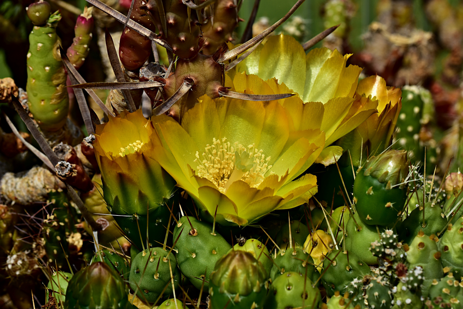 Tephrocactus pentlandii KD 1367 Foto & Bild | makro, natur, pflanzen ...