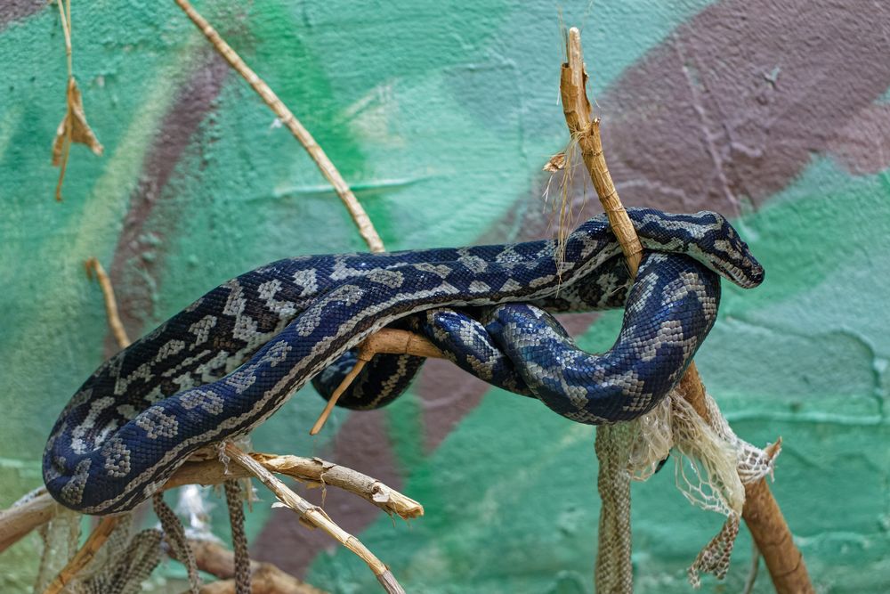 Teppichpython Foto & Bild | tiere, zoo, wildpark & falknerei, amphibien & reptilien Bilder auf ...