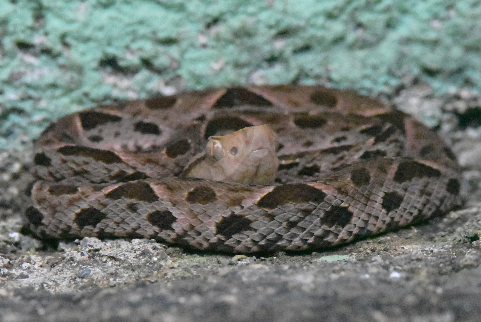 Terciopelo-Lanzenotter Foto & Bild | tiere, wildlife, amphibien ...