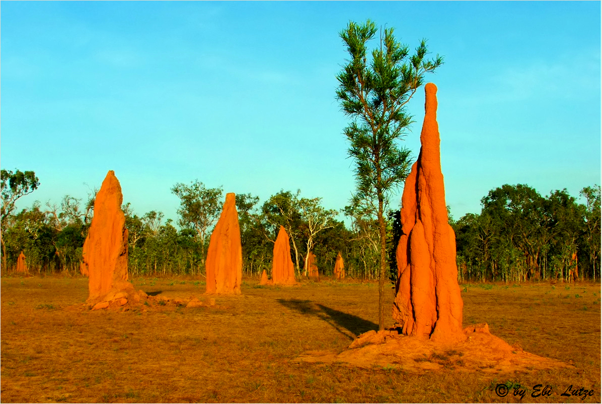 Termite Mount's***Teste meine neuen Augen Foto & Bild | australia ...