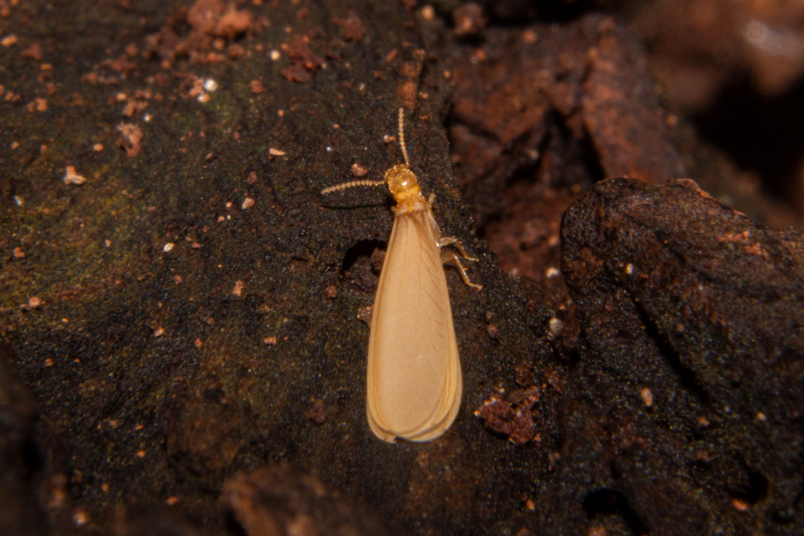 Termite (Reproductive Winged) Foto & Bild | australia, nature, makro ...