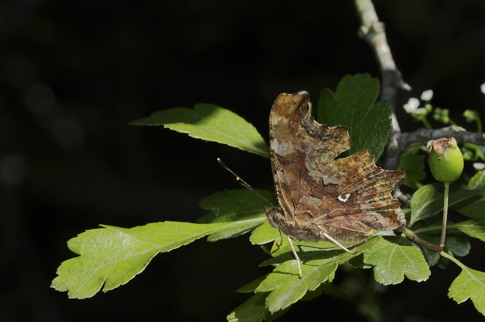 terrifiant papillon; le robert le diable photo et image | macro nature ...