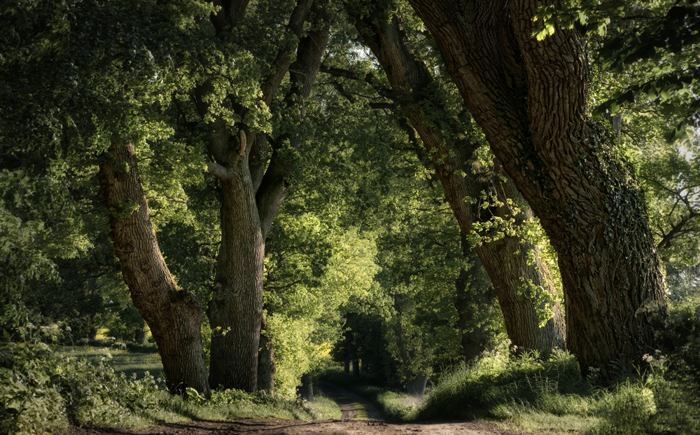 Testorf Foto & Bild | landschaft, alleen, alleen,wald + bäume Bilder ...
