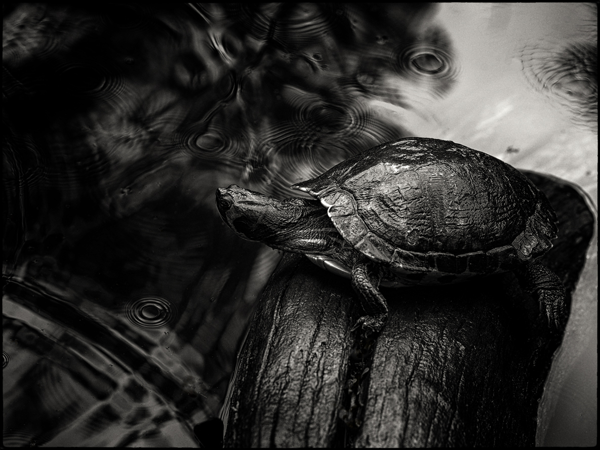 Testudinata Foto & Bild | wasser, regen, teich Bilder auf fotocommunity