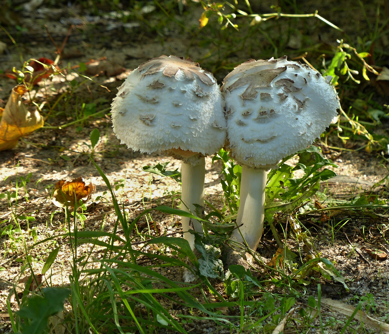 Tete-à-Tete Foto & Bild | natur, pflanzen, pilze Bilder auf fotocommunity