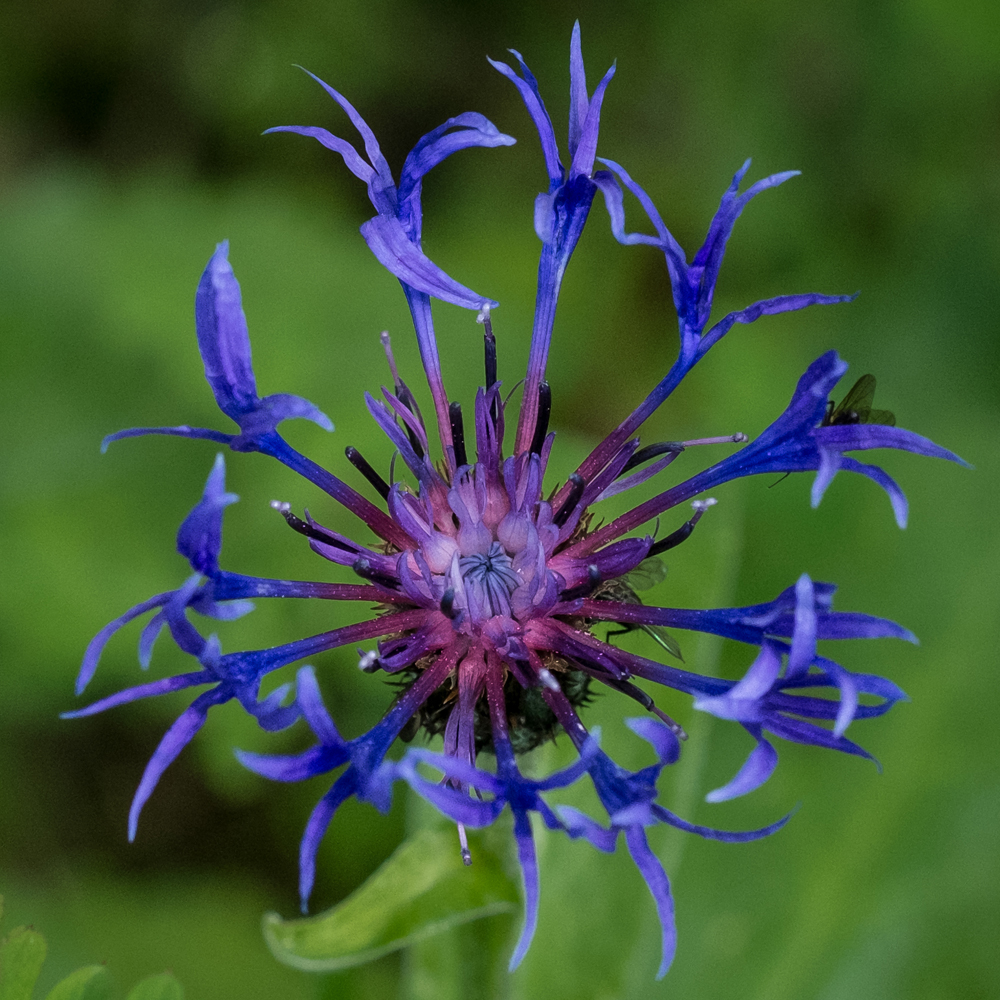 Teufelskralle Foto & Bild | pflanzen, pilze & flechten, blüten ...
