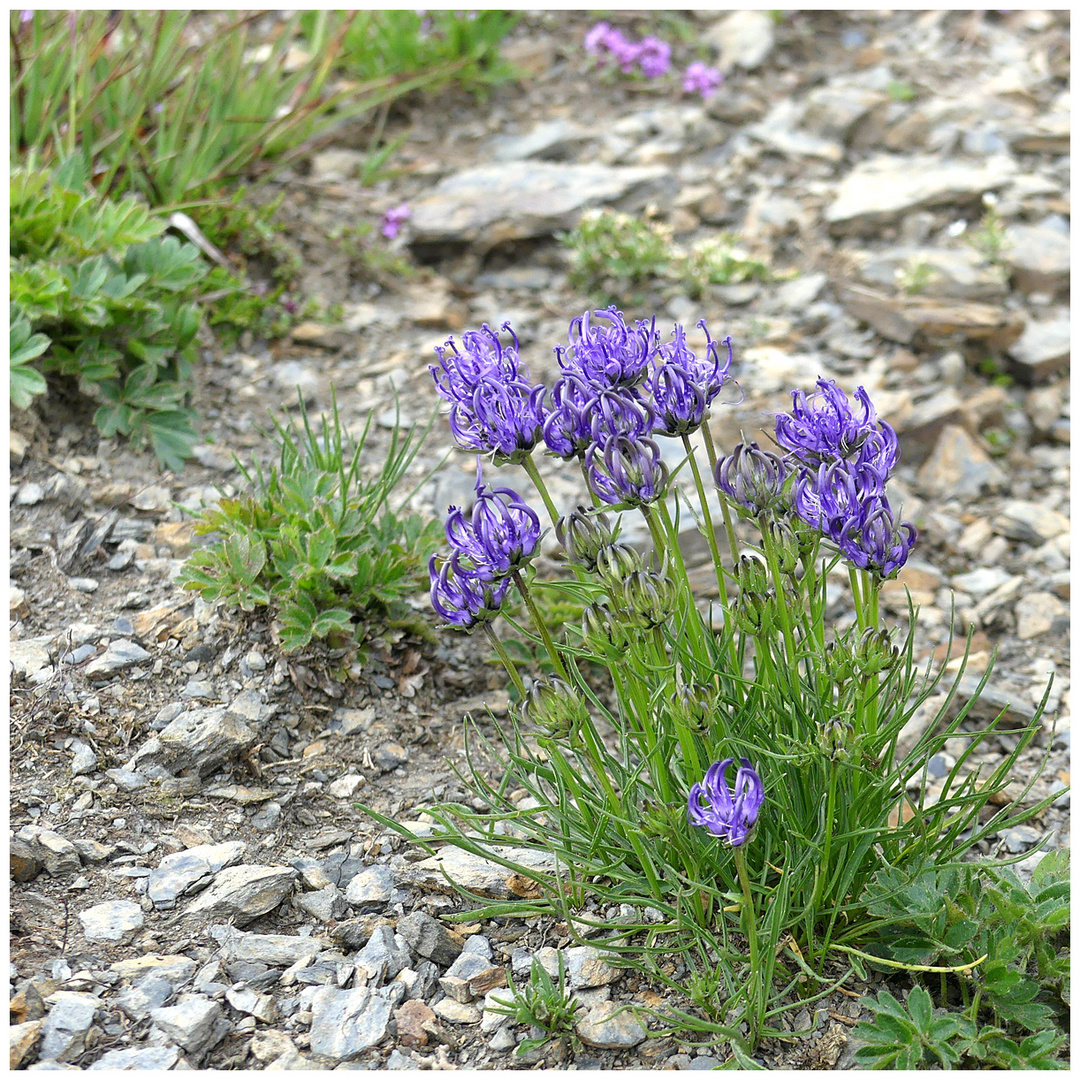 Teufelskralle Foto & Bild | natur, pflanzen, berner oberland Bilder auf ...