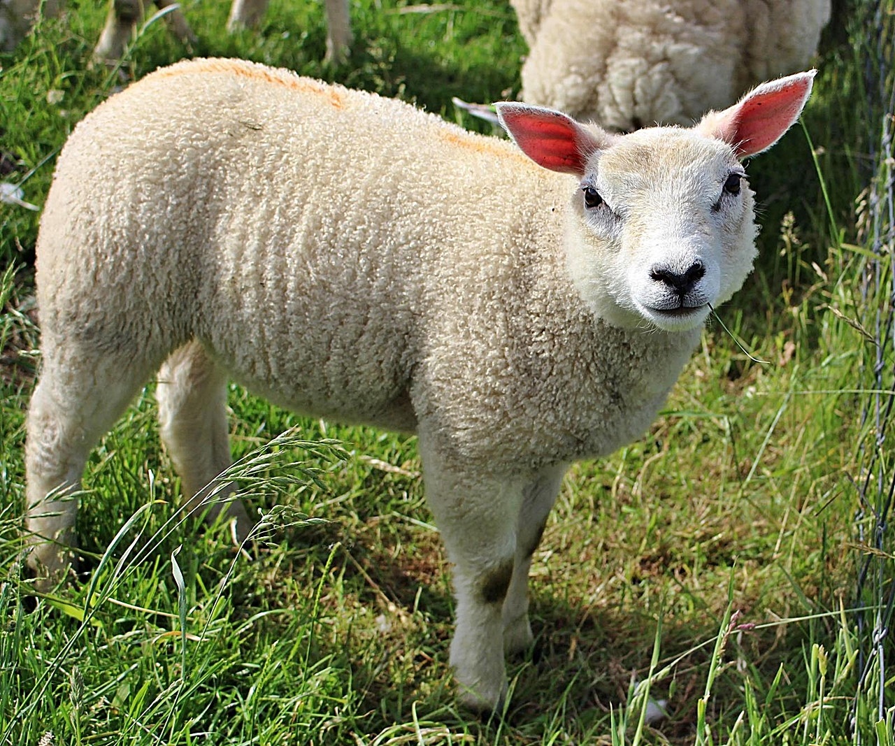 " Texel - Schaf ( Lamm ) Foto & Bild | schaf, natur, tier Bilder auf ...
