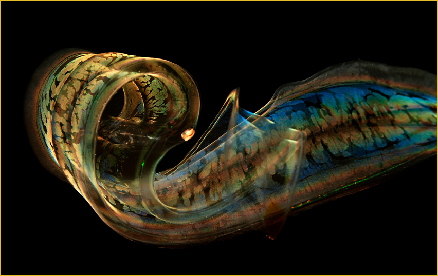 Thaliacea Foto & Bild | unterwasser, uw-salzwasser, natur-kreativ ...