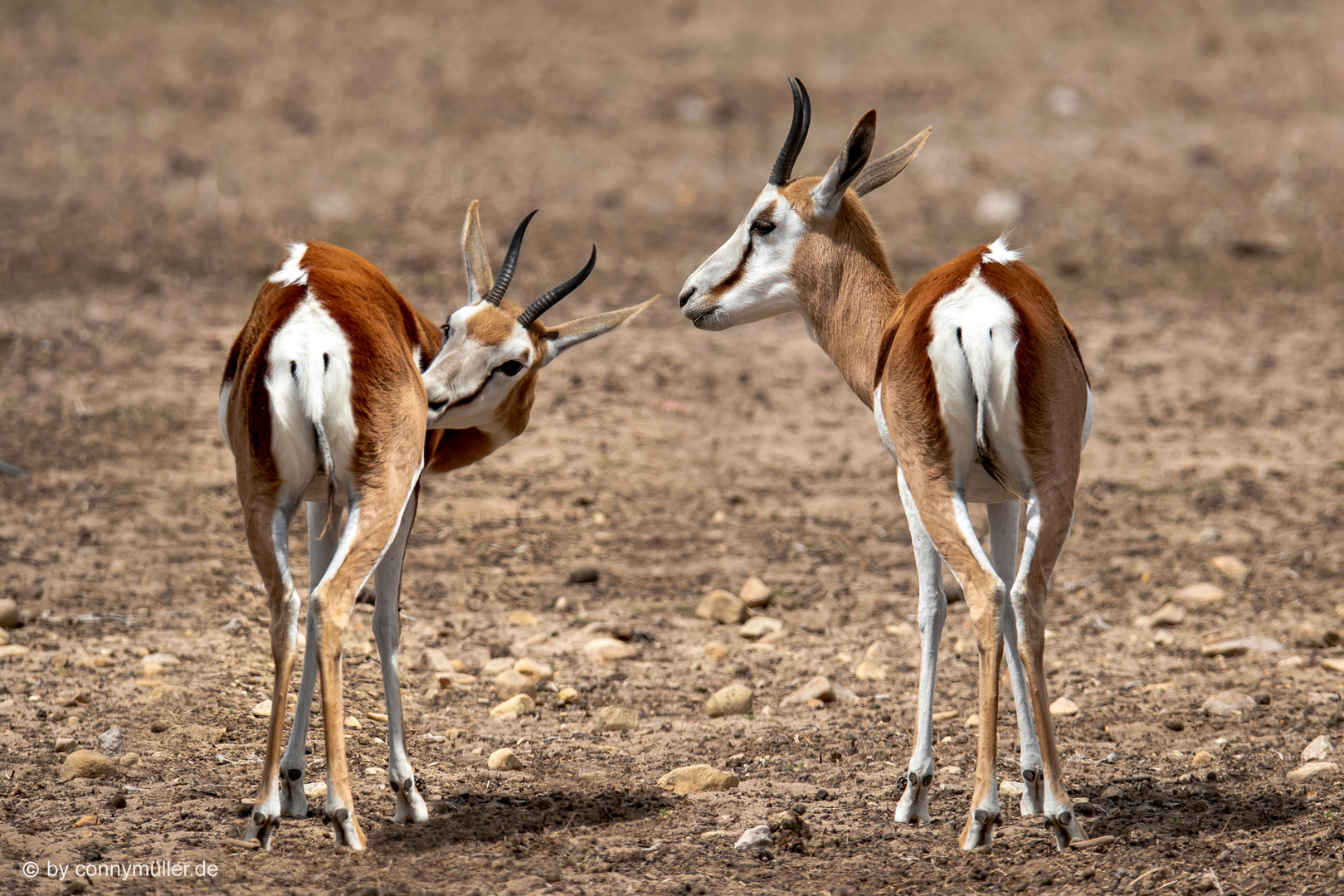 The African Springboks Foto & Bild | wildlife, südafrika, springbock ...