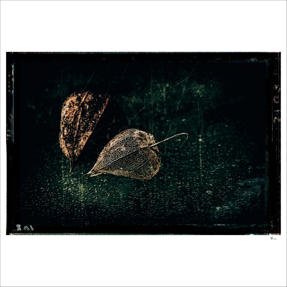 ~ The art of nature no.1 ~ Foto & Bild | fotokunst, color fine art ...