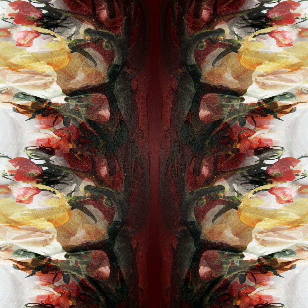 The beginning of something new 2022 Foto & Bild | bearbeitungs - techniken, filtertechniken ...