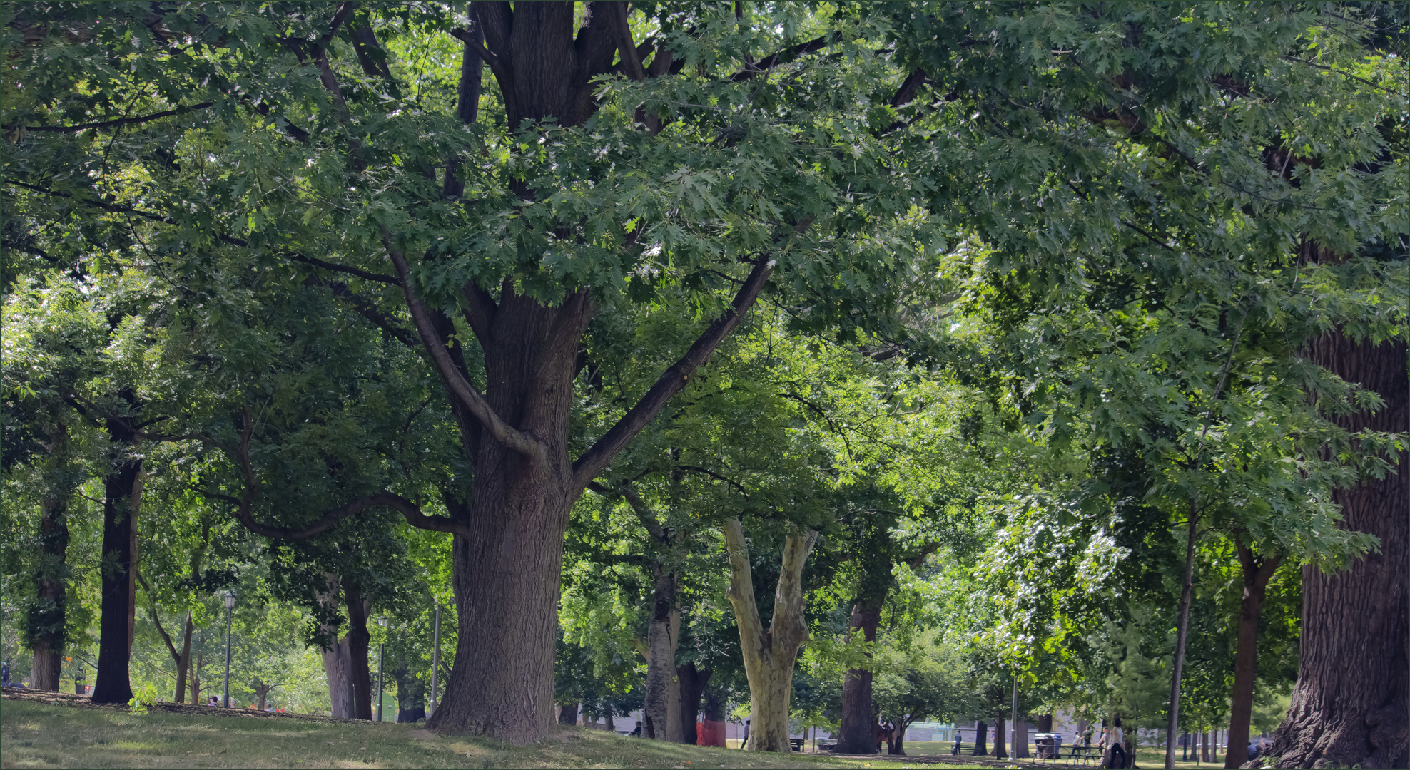 THE BIG OAK TREE IN THE PARK photo & image | nature, park, summer ...