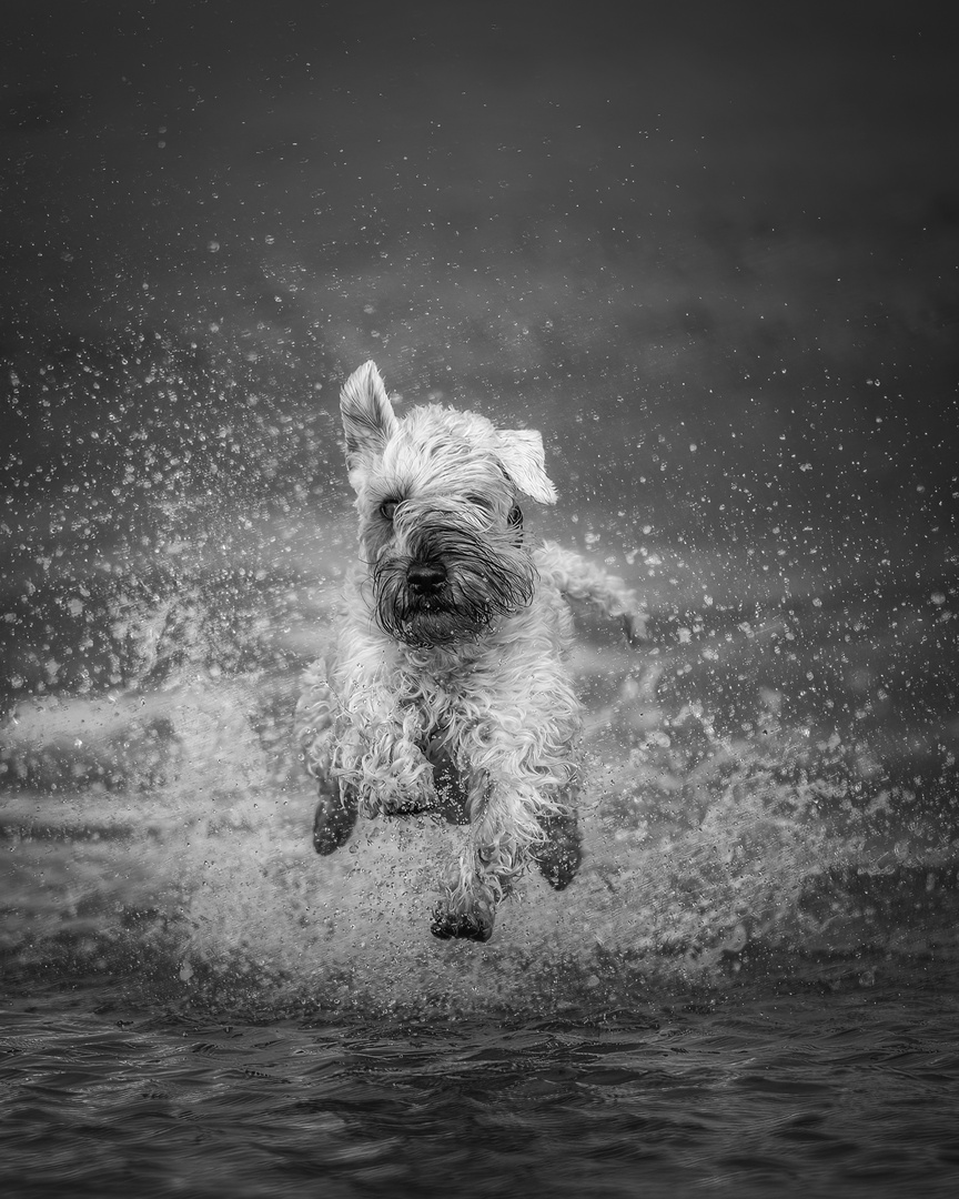 The big splash Foto & Bild | tiere, haustiere, landschaft Bilder auf ...
