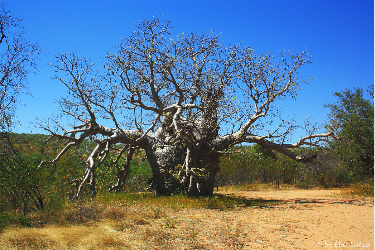 The Boab Prison Tree / Gibb River Rd. to Windham *** Foto & Bild ...