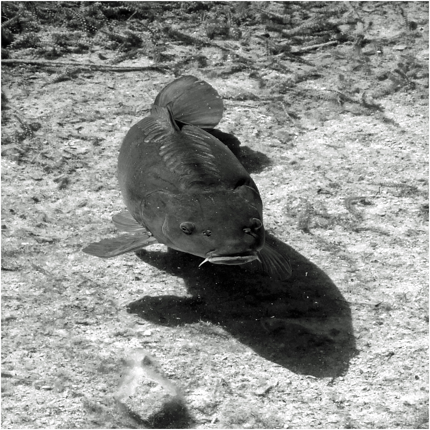 The Carp Foto & Bild | animals, wildlife, fish Bilder auf fotocommunity