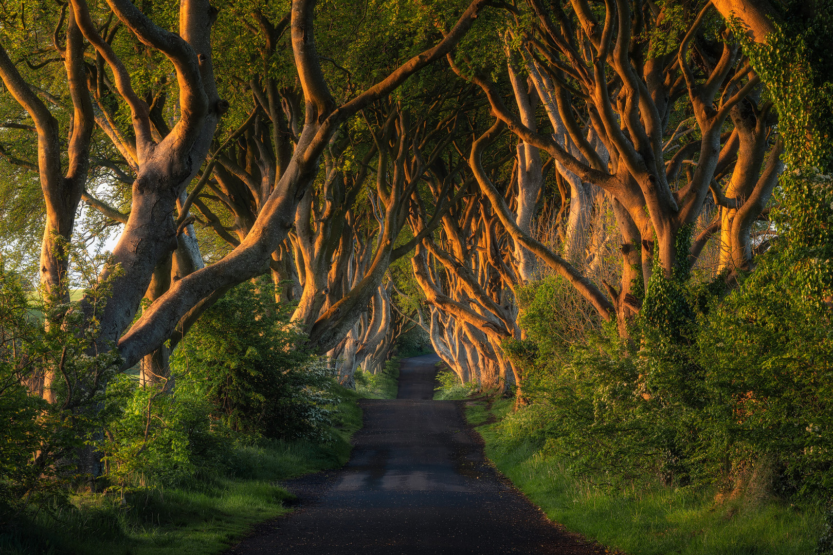 The Dark Hedges, Co. Antrim Foto & Bild | landschaft, landschaften ...