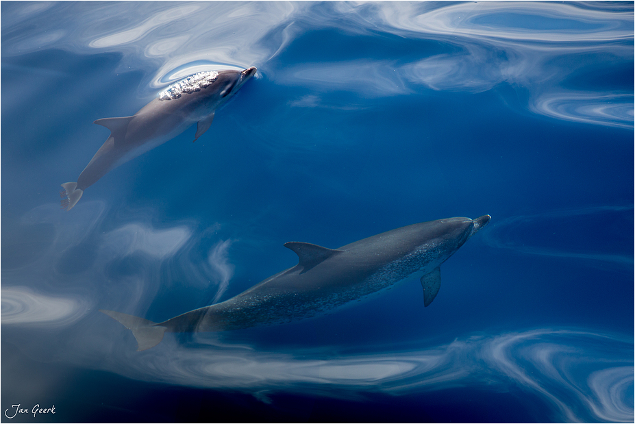 The Dream of the Dolphin Foto & Bild | tiere, wildlife, säugetiere ...