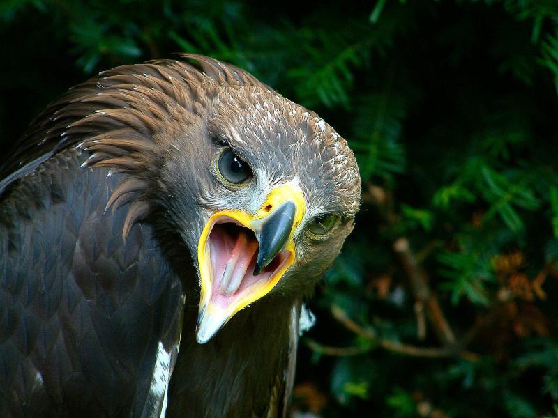 the eagle`s cry Foto & Bild | tiere, zoo, wildpark & falknerei, natur ...