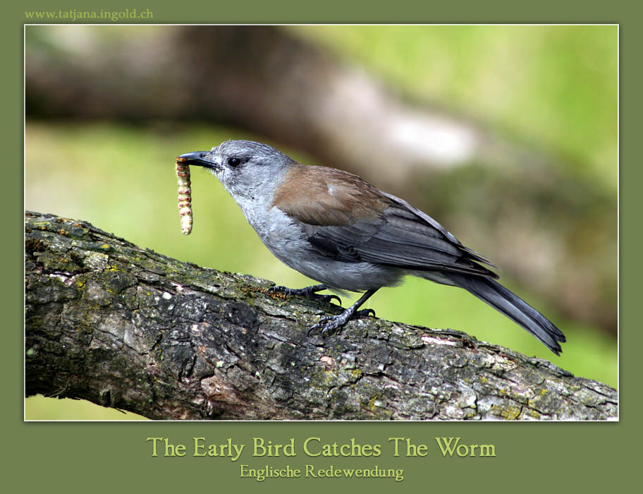 The Early Bird Catches The Worm Foto & Bild | karten und kalender ...