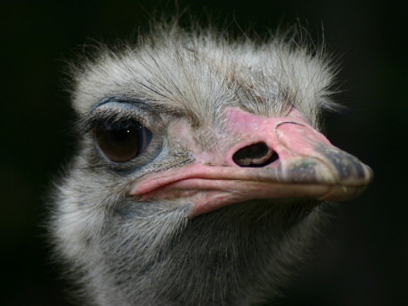 The eye of the ... ostrich Foto & Bild | tiere, zoo, wildpark ...