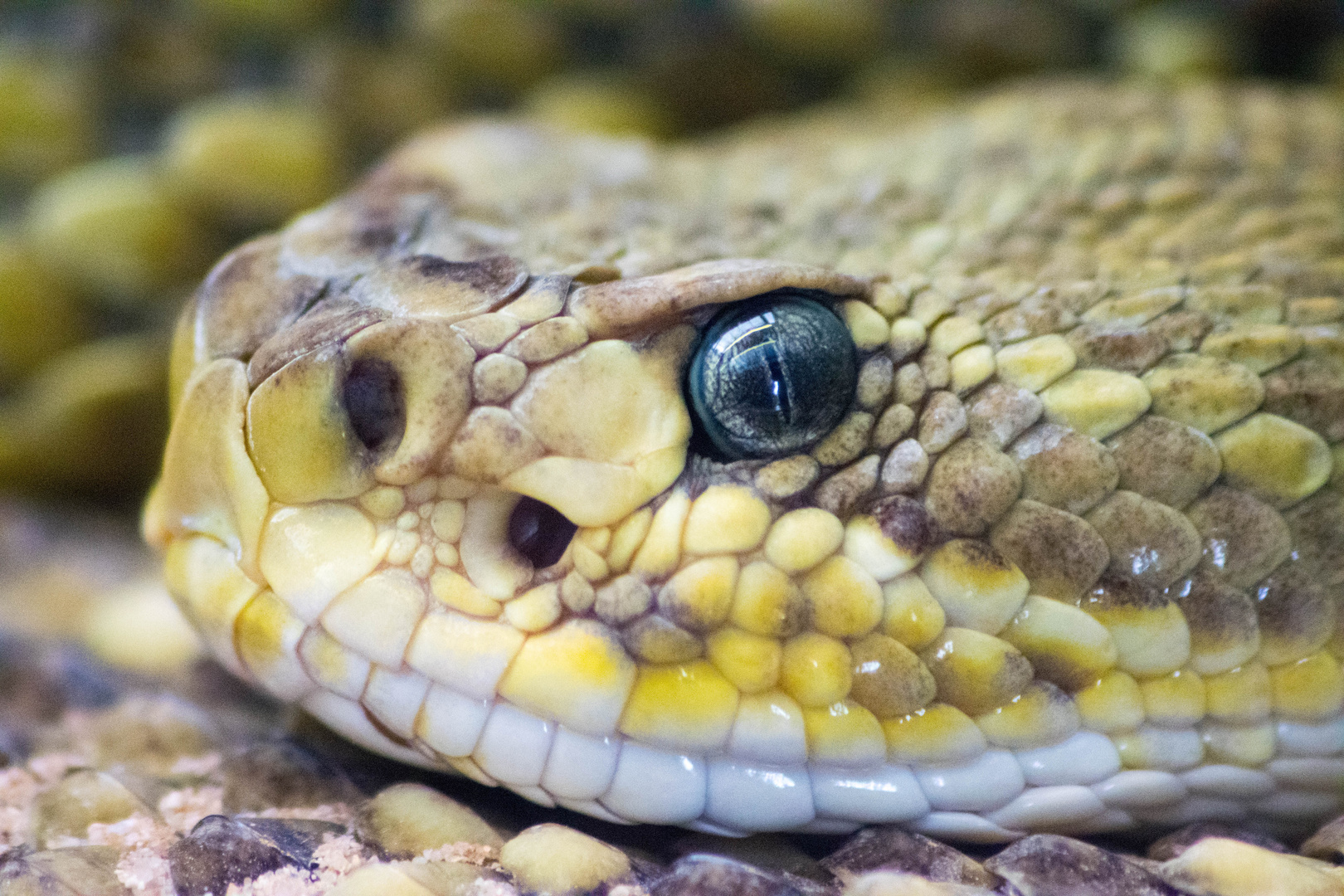The Eye of the Rattlesnake Foto & Bild | archiv projekte naturchannel ...