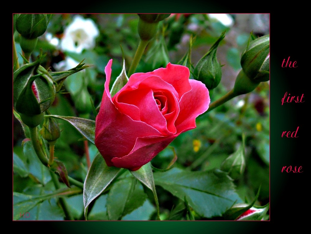 the first red rose Foto & Bild | pflanzen, pilze & flechten, blüten ...