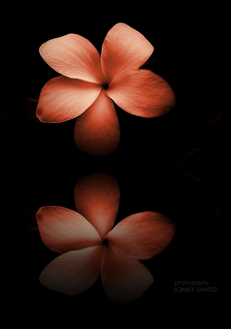 The Flower Reflection Imagen & Foto | fotos, art, flower Fotos de ...