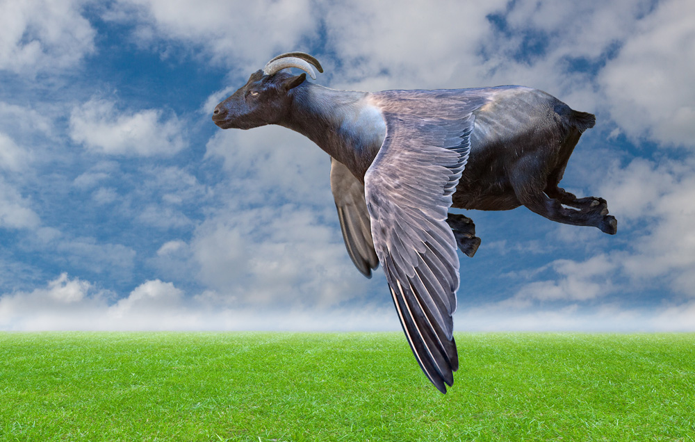 The flying goat Foto & Bild | digiart challenge, 041 - fantastierisches ...