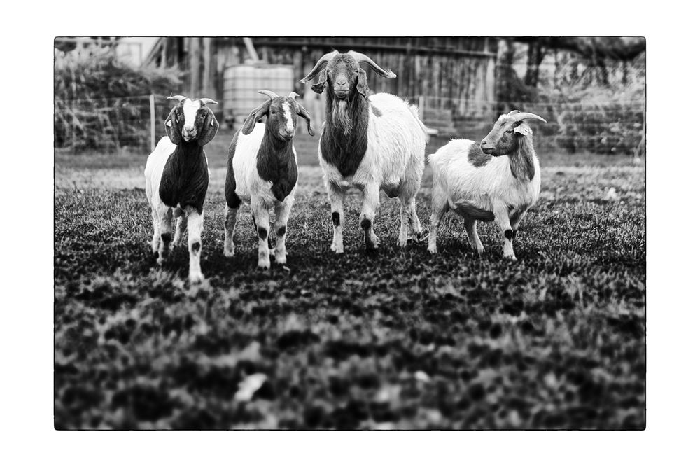 the four goats Foto & Bild | deutschland, europe, baden- württemberg ...