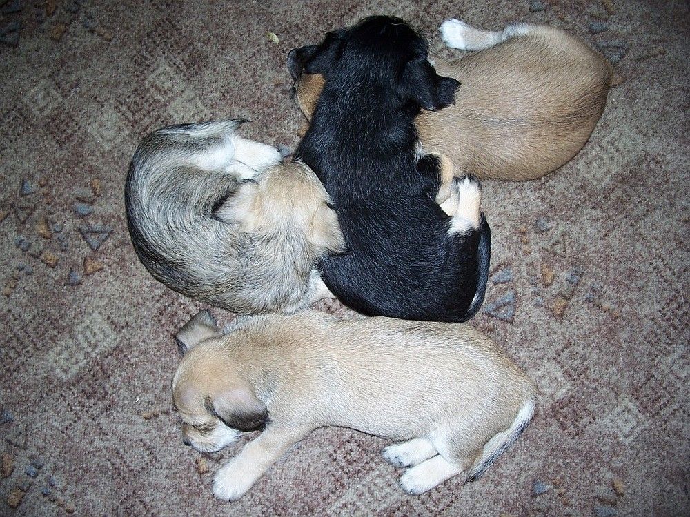 The Four Musketeers - Czterej Muszkieterowie Foto & Bild | animals ...