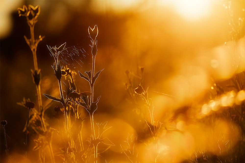 THE GOLDEN GLOW [01|COLOR] Foto & Bild | sommer, natur, lichtstimmung ...