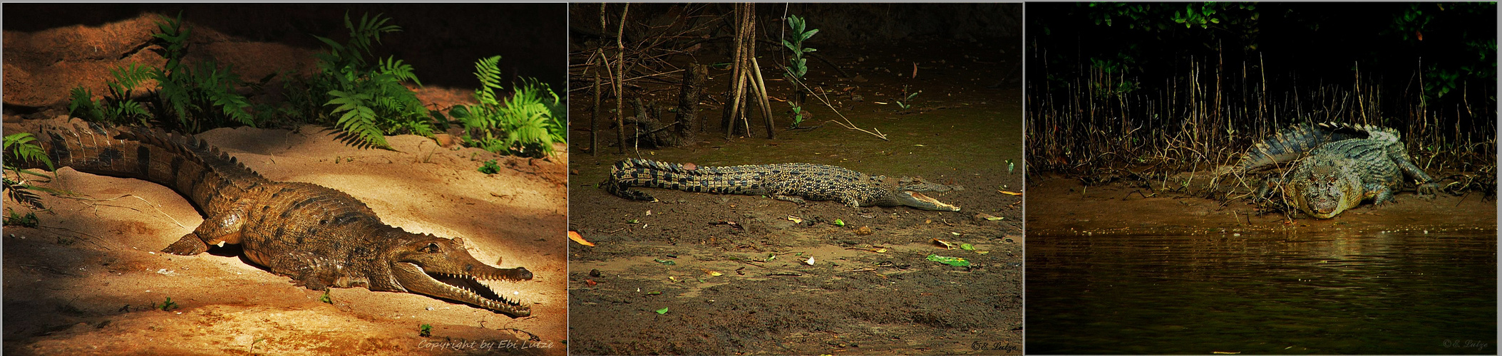* The good , the bad and the ugly * Foto & Bild | australia & oceania ...