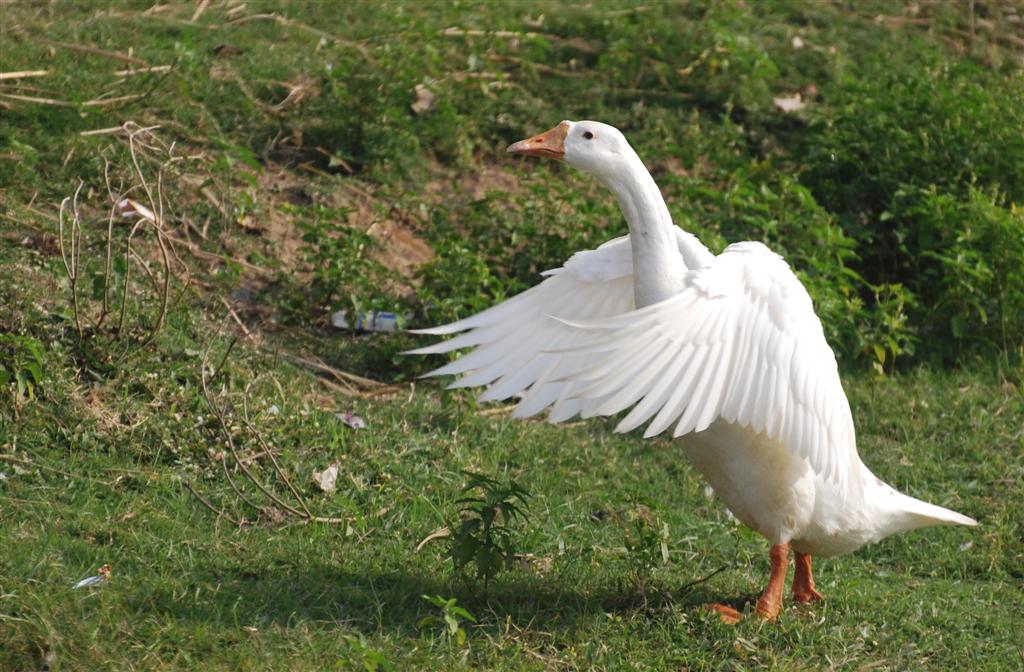 The Goose Dance photo & image | animals, pets & farm animals, birds ...