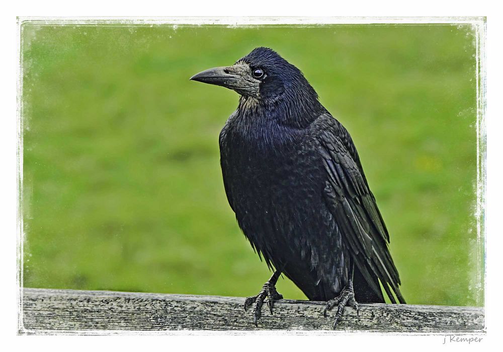 - the Irish crow - Foto & Bild | europe, united kingdom & ireland ...