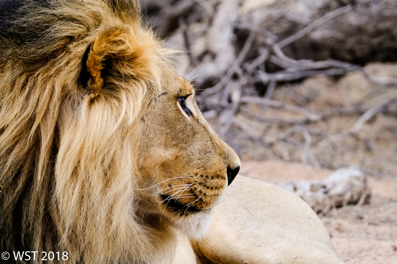 The Lion King awake Foto & Bild | natur, tiere, wildlife Bilder auf ...